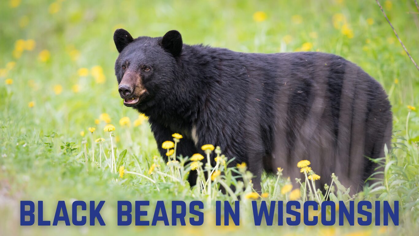 Black Bears in Wisconsin – Minocqua Winter Park